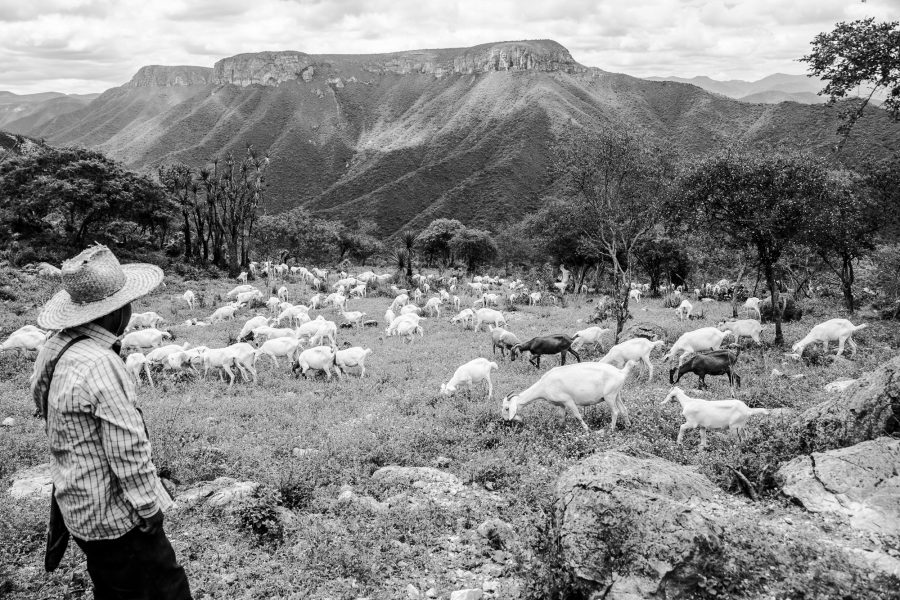 Commission on Nomadic Peoples – A leading academic organization working ...